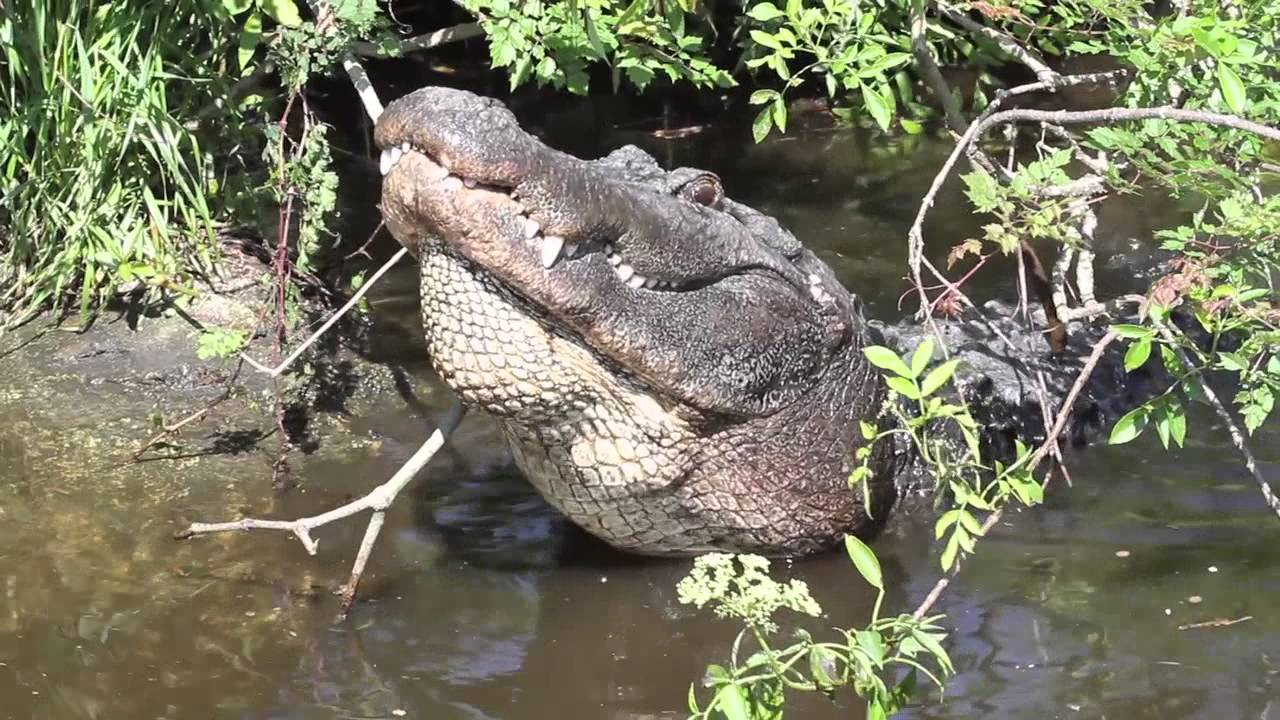 Gator bellowing - YouTube