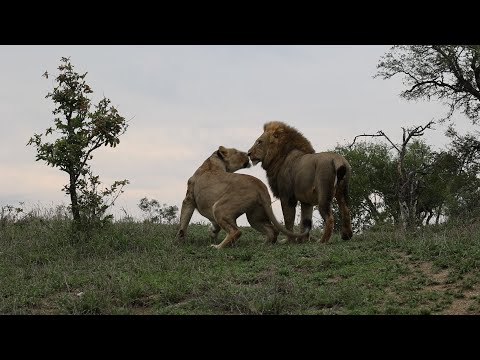 Rival male lion Steals Lioness from Resident male!!