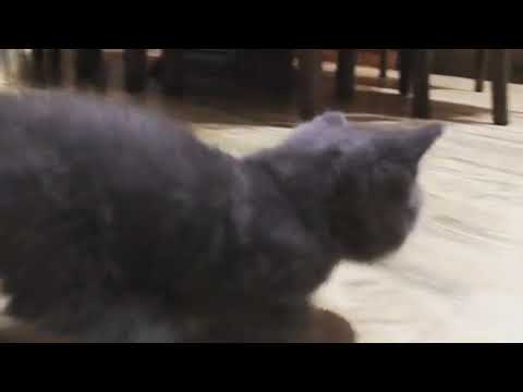my cute cats funny little munchkin following feet - YouTube