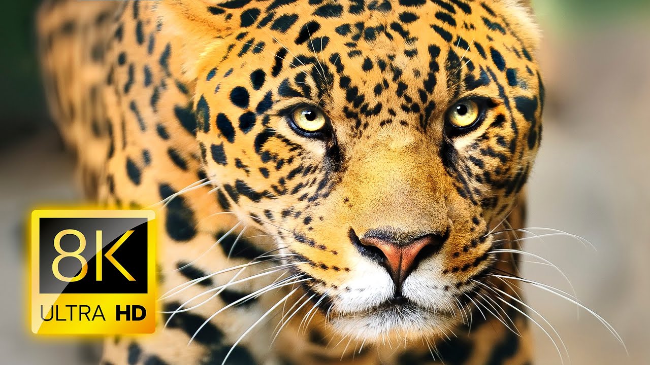 WONDERFUL ANIMALS 8K VIDEO ULTRA HD HDR / #8K #ANIMALS - YouTube