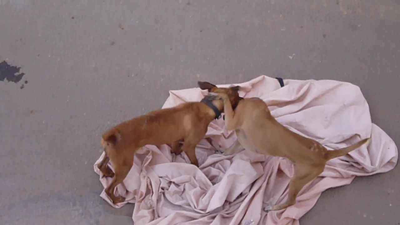 Street Dogs playing - YouTube