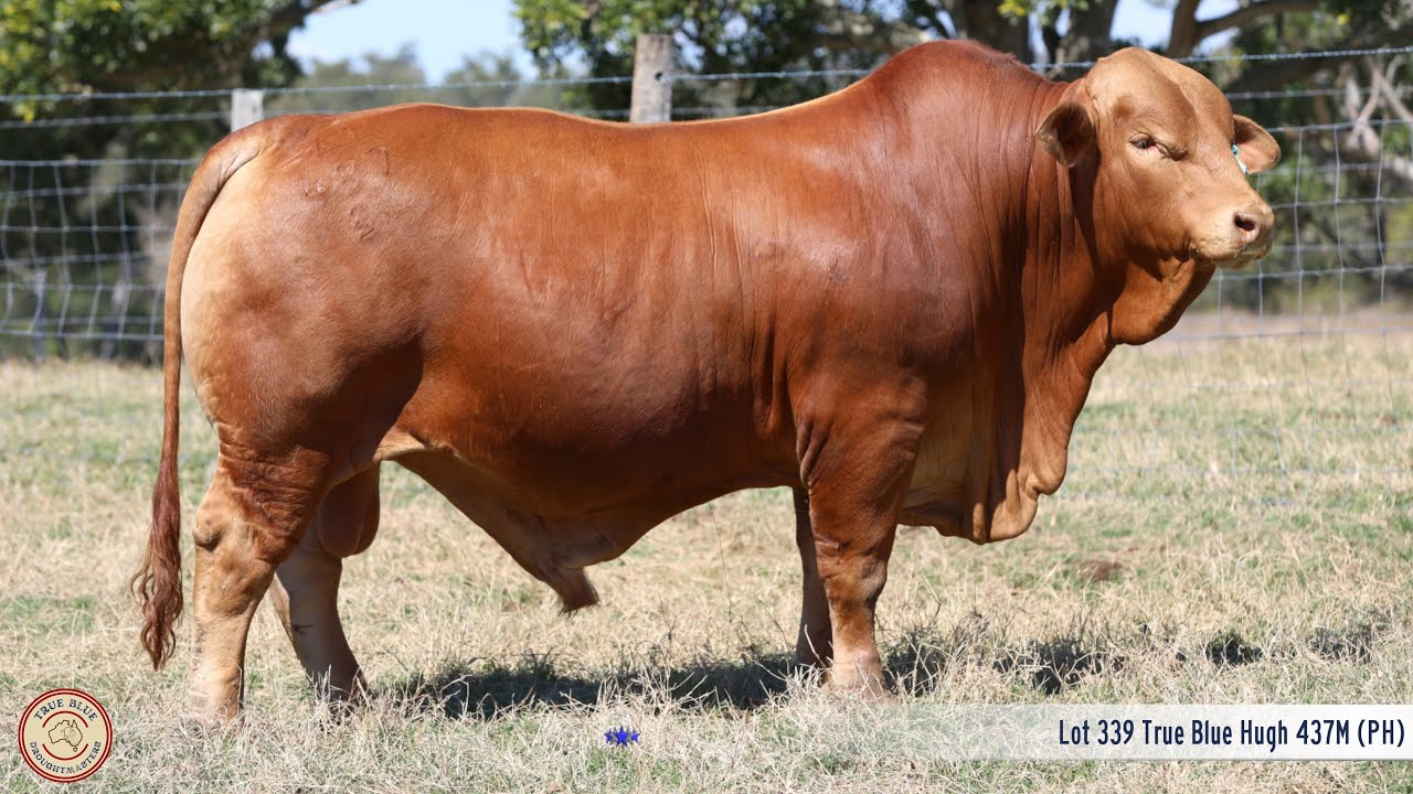 Lot 339 True Blue Hugh 437M (PH) - YouTube