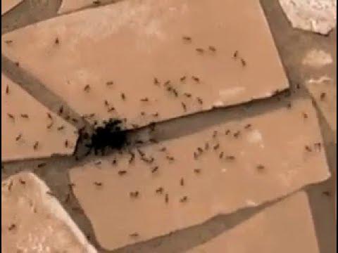 Bee vs Ants - YouTube