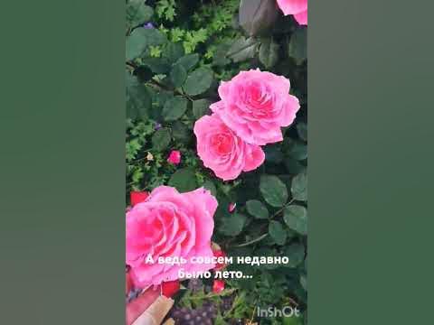 Розы в сентябре. Бермуда, Институт Люмьер, Крайслер Ипрериал. - YouTube