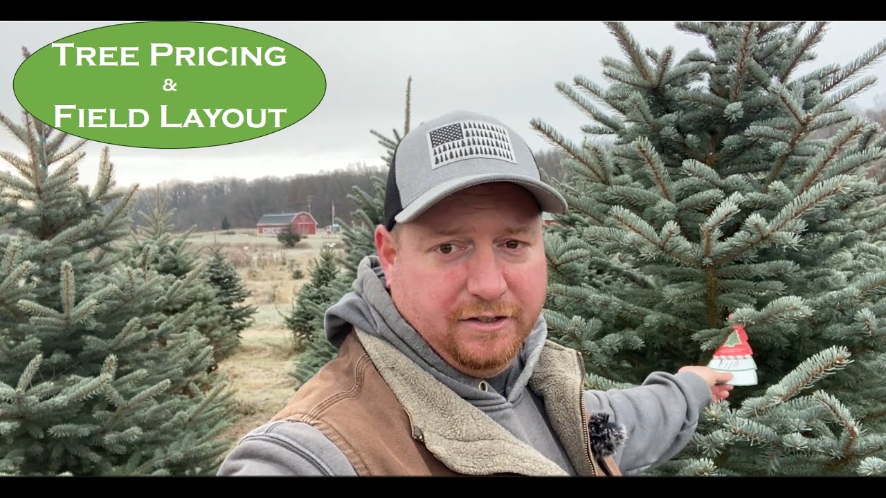 Evergreen Earnings: Crafting a Successful Christmas Tree Farm Pricing ...