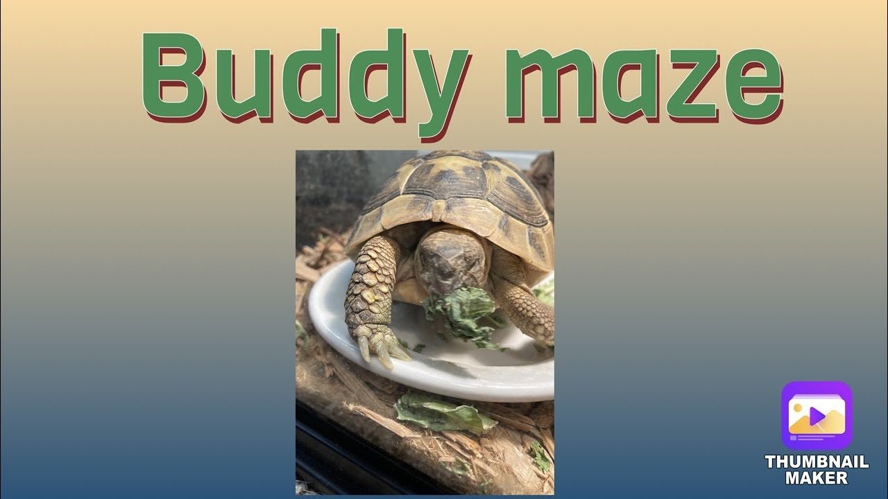 The Buddy Maze - YouTube