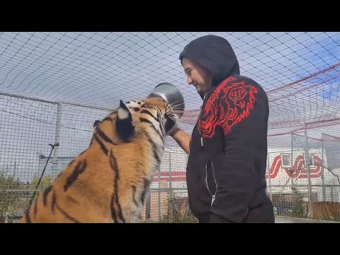 How to feed a 600 pound tiger This move by a Russian keeper shocked ...