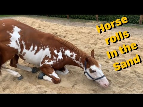 Horse having a Sand Bath 🐴 Beautiful Paint Horse 🐴 Colored Horse 🐎 ...