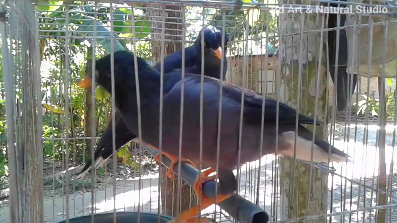 Talking bird || Myna bird full Hd video || Mayna bird relaxing video ...