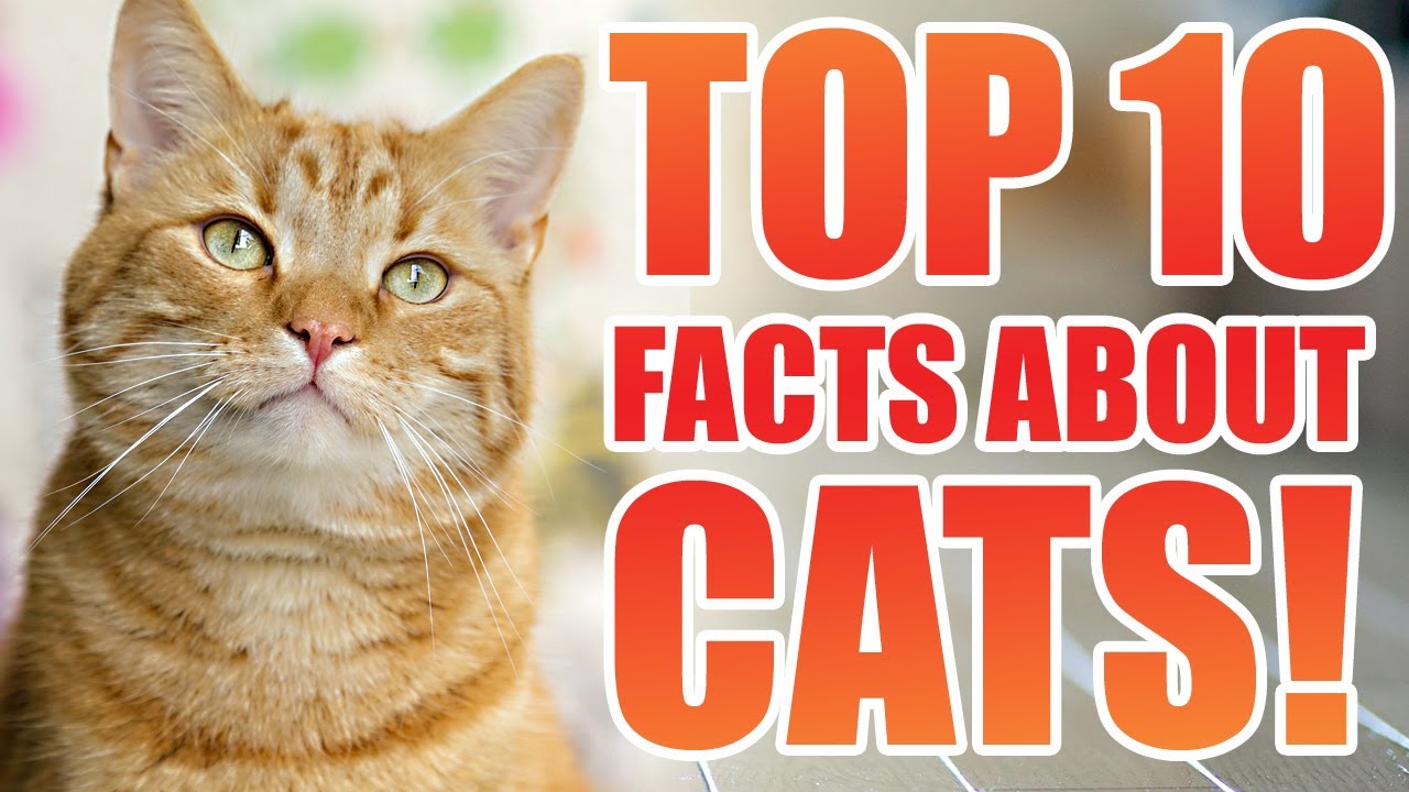 Top 10 Facts About Cats! - YouTube
