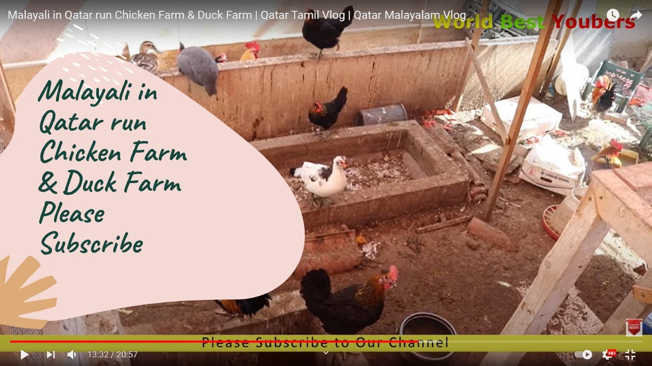Malayali in Qatar run Chicken Farm & Duck Farm | Qatar Tamil Vlog ...