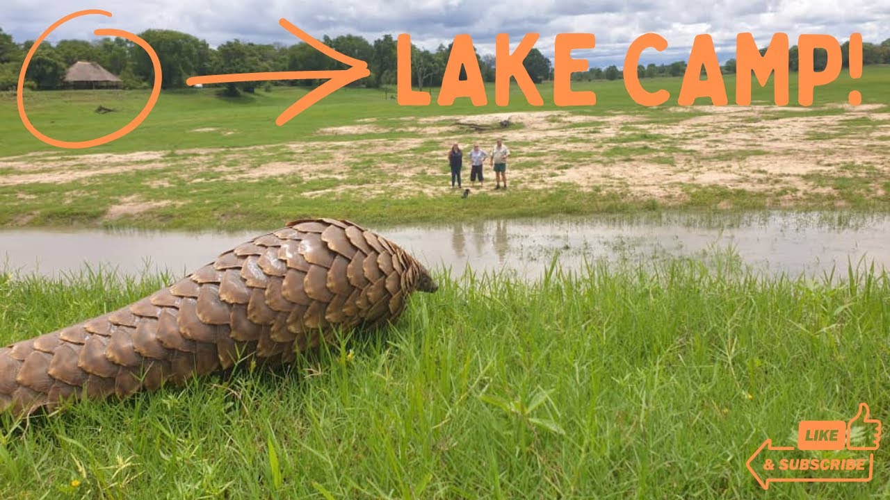 Pangolin foraging at Lake Camp - Nanzhila Safaris - Kafue National Park ...