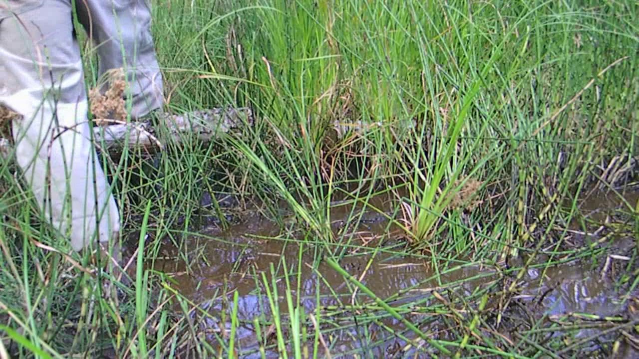 056a-Mud Play At The Edge Of A Pond, Checking It Out - YouTube