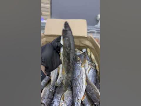 Чебак вяленый из морозной Якутии🥶 #азбукасевера #чебак - YouTube