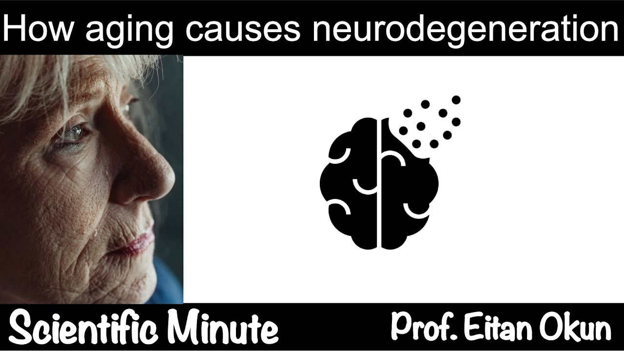 Understanding the effects of aging on the cells in our body ...