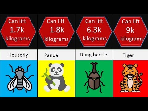 comparison: how much animals can lift weight - YouTube