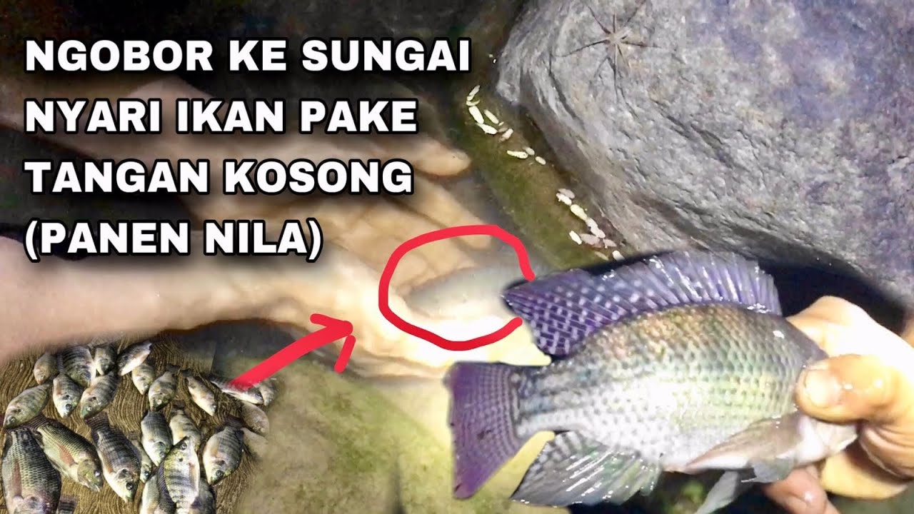 BERBURU DI SUNGAI MALAM HARI AUTO PANEN IKAN NILA || NGOBOR IKAN - YouTube