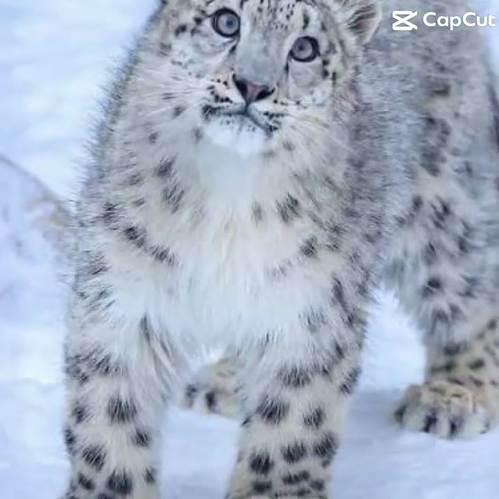 Funny snow leopard - YouTube