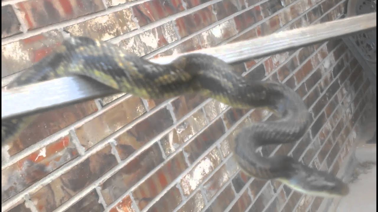 4' Rat Snake Found in Norman, Oklahoma - YouTube