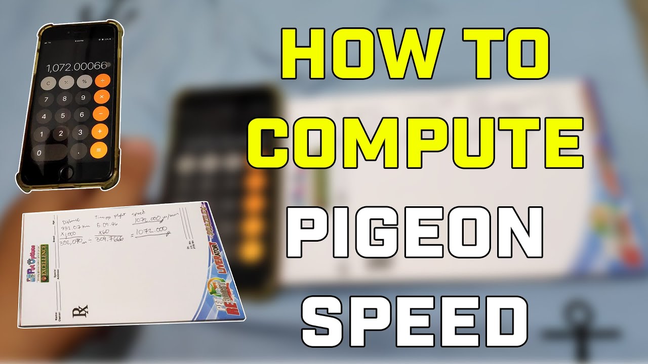 How To Compute Pigeon Speed (Manually) - YouTube