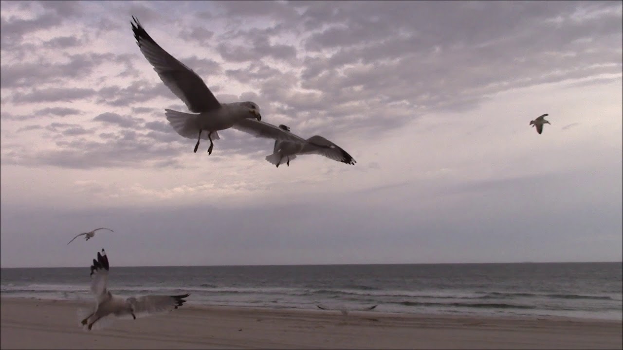 new piling on the seaside heights beach - YouTube