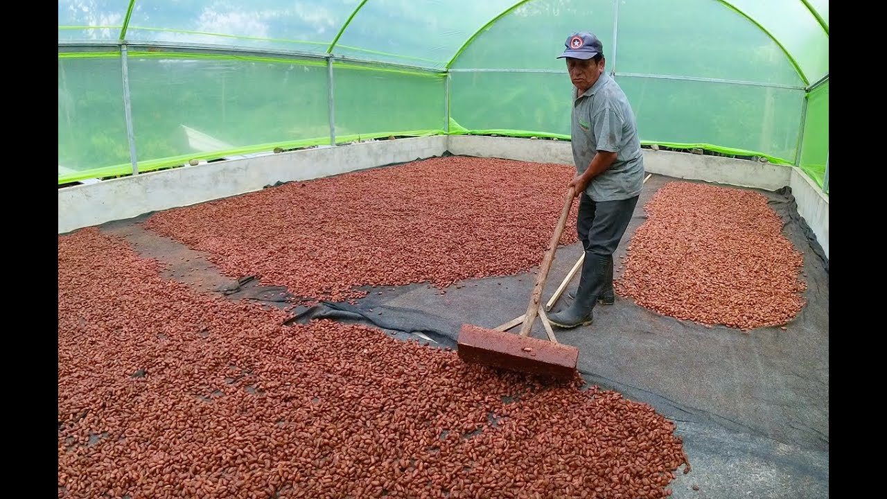 Así se seca el cacao en Zamora Chinchipe - YouTube