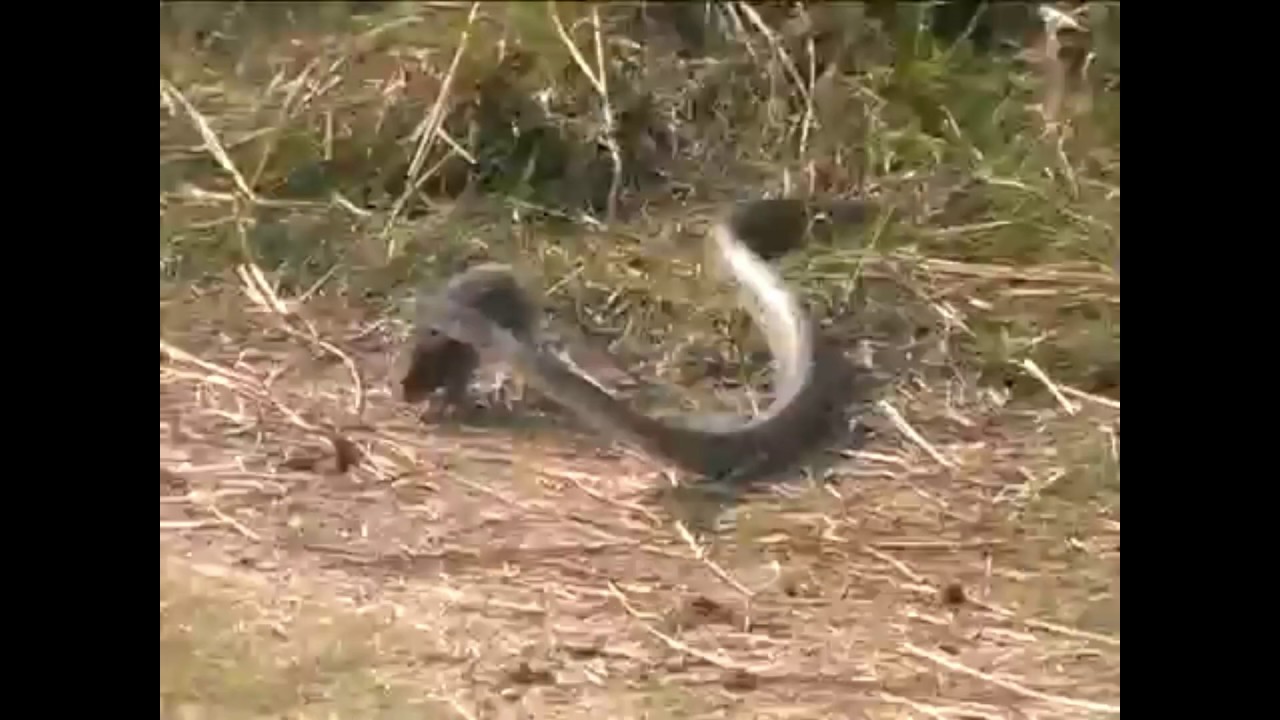 A Lucky Rat survives by a Snake Attack--Watch !!!! - YouTube