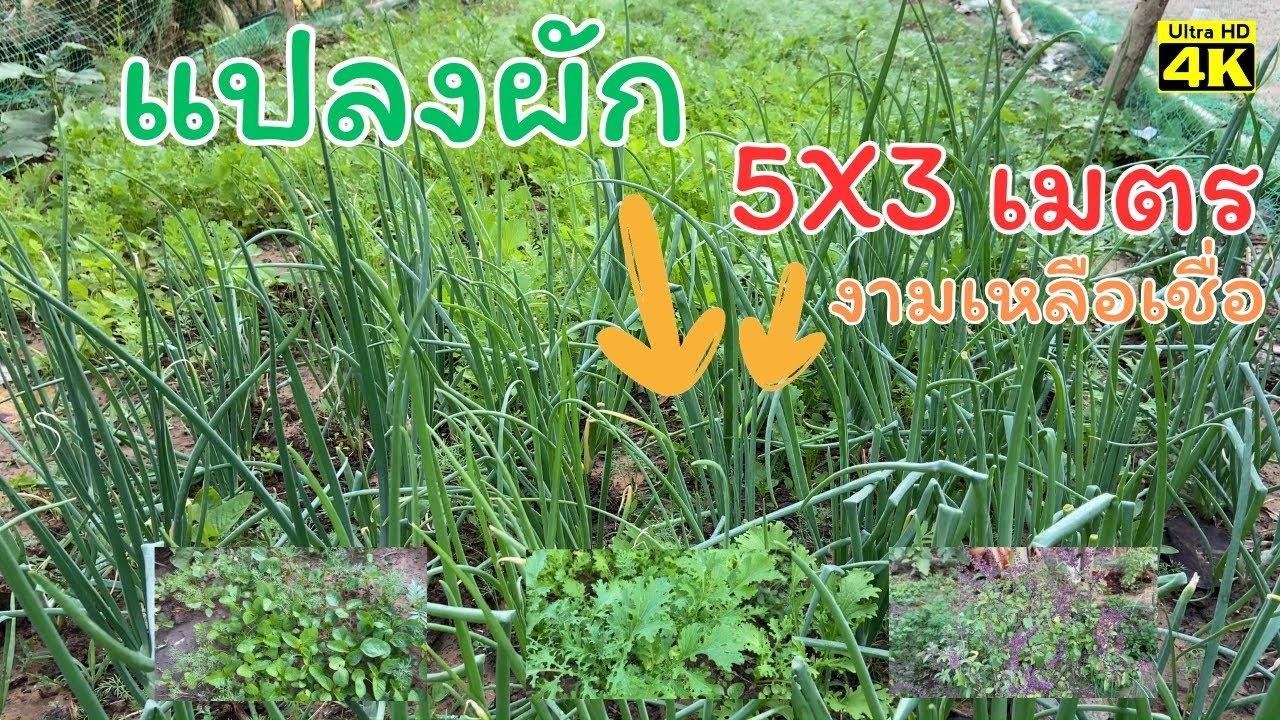 กินไม่หมด แปลงผัก 5X3 เมตร ปลูกได้หลากหลาย งามจนเหลือเชื่อ mixed ...