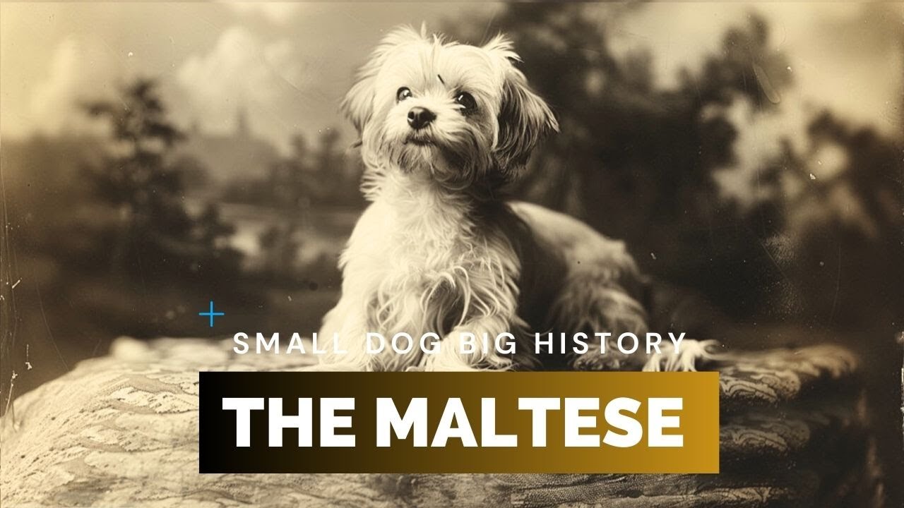 Maltese Dog - Full History - YouTube