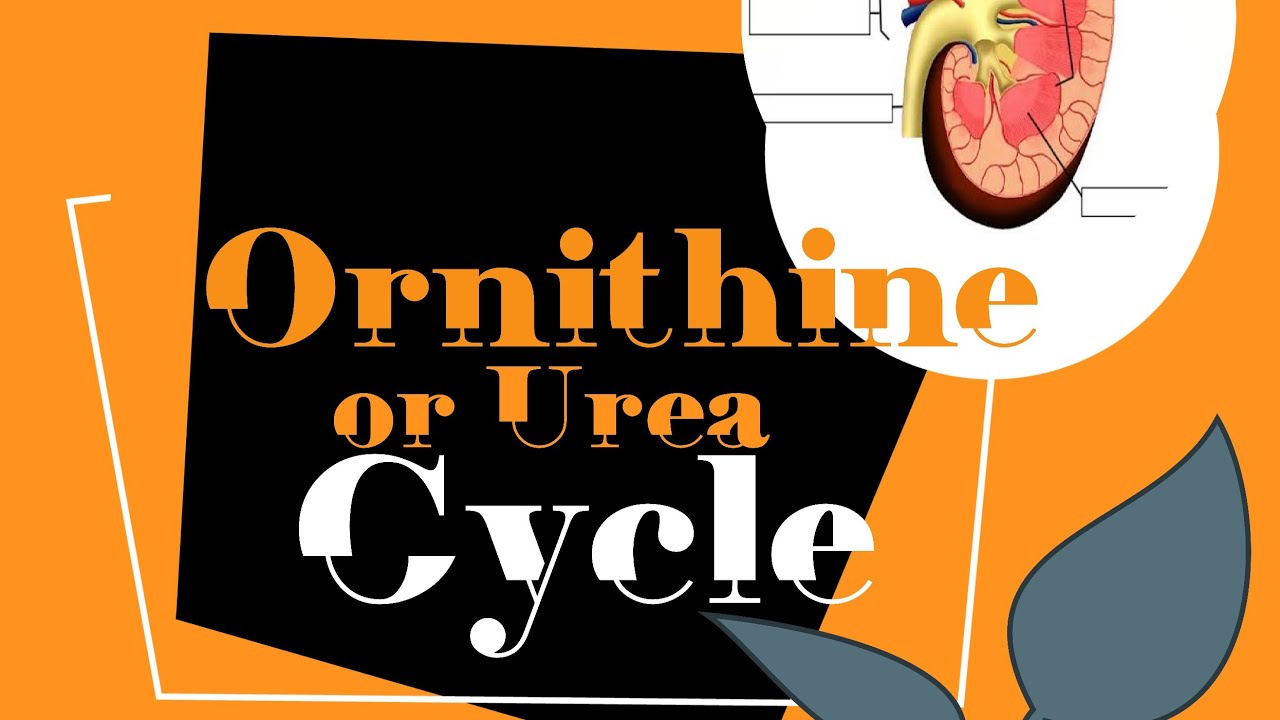 Ornithine 🔥urea cycle - YouTube