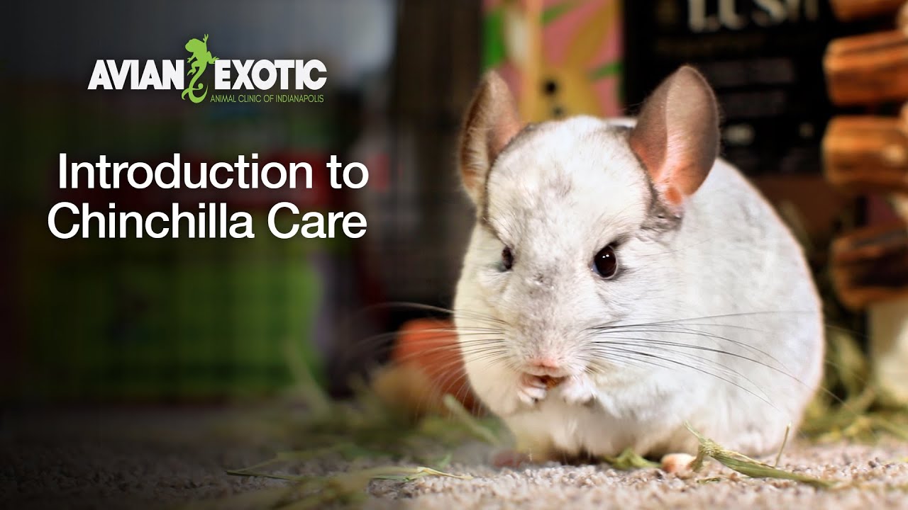 Chinchilla Rabbit Care
