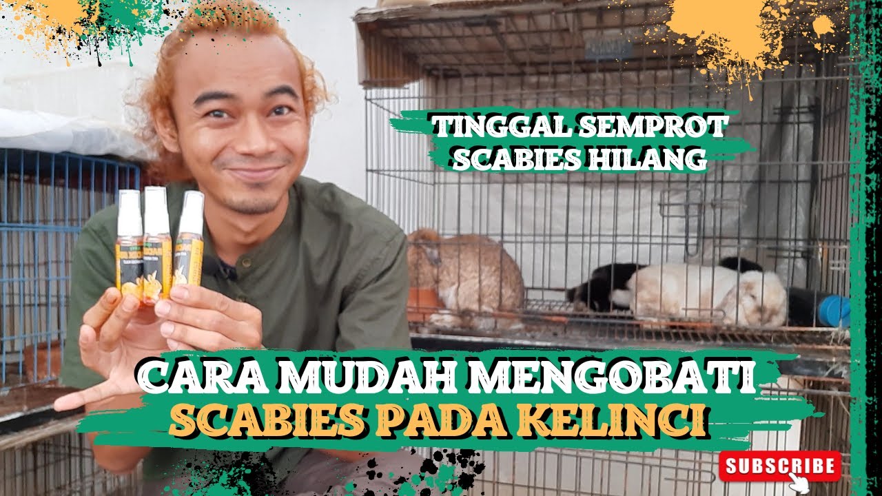 TUTORIAL MENGOBATI SCABIES PADA KELINCI TANPA DISUNTIK #merawatkelinci ...