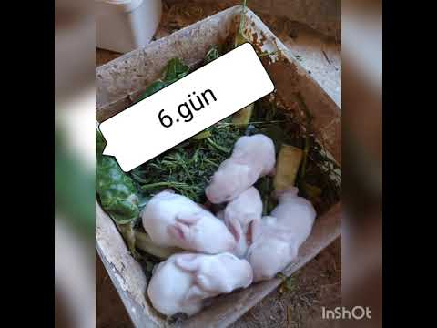Tavşan yavrularının 1 aylık gelişimi