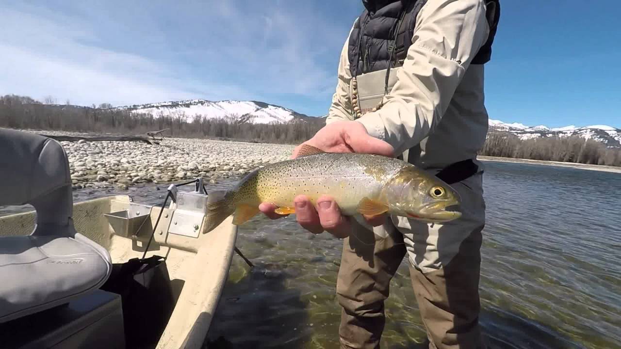Fly fishing The Snake River with Grand Teton Fly Fishing in the spring ...