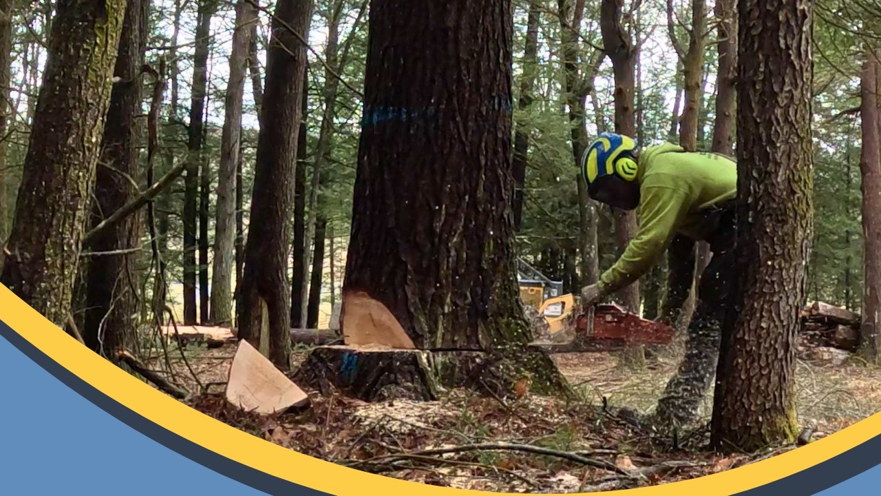 Hand Cutting Timber - YouTube