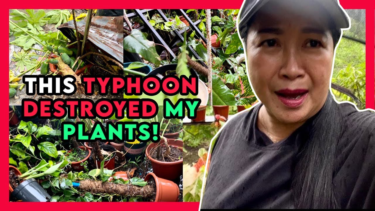 Typhoon Paeng Damaged my Rare Expensive Plants! | Nabali si Rugosum ...