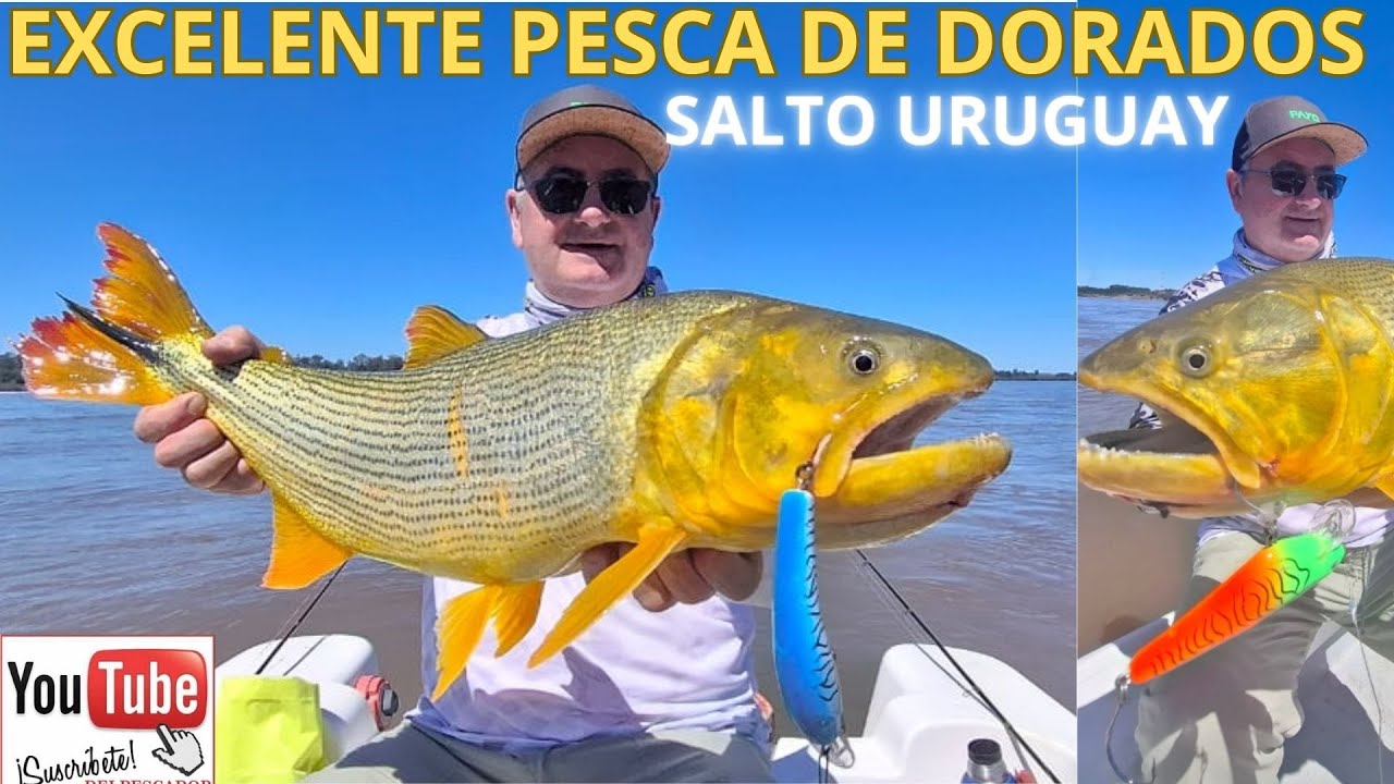 DELPESCADORTV621. DORADOS ENORMES EN SALTO - YouTube
