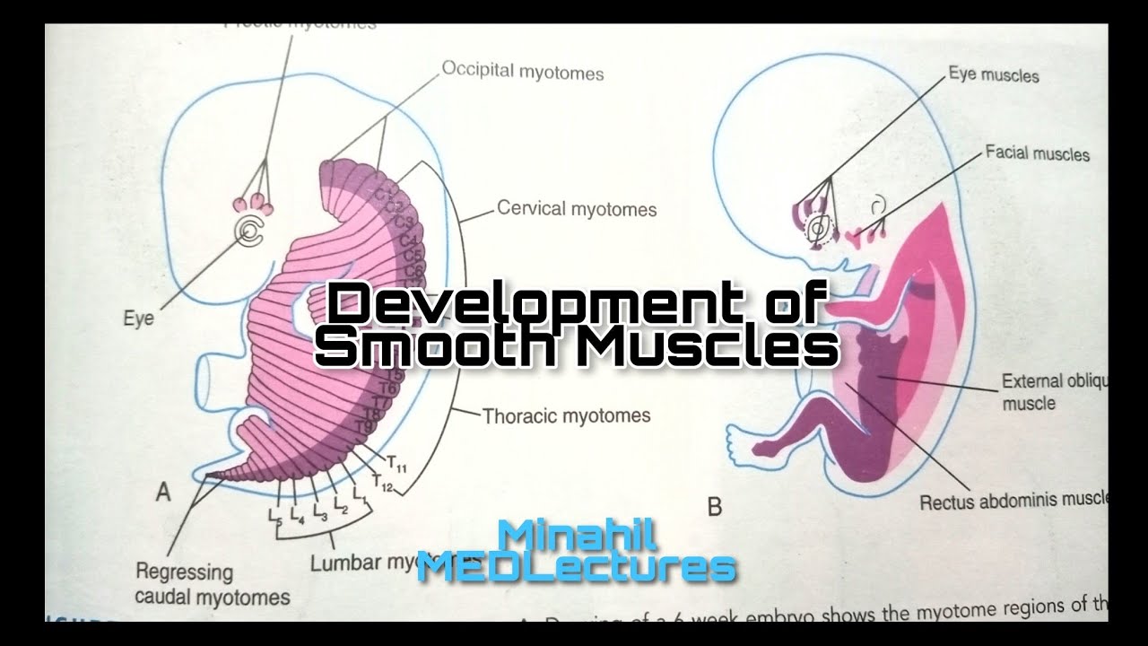 Development of Muscular system Embryology Part 2 | Smooth muscle ...