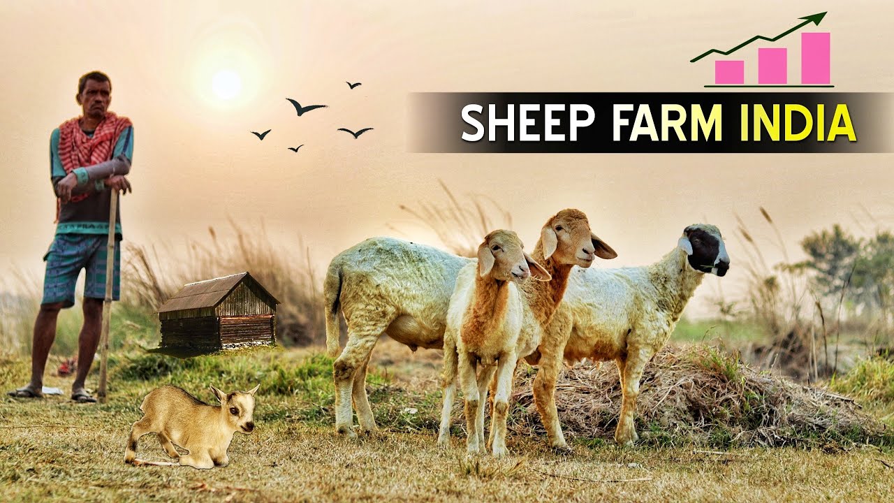 SHEEP FARM INDIA | বিনা ঝুঁকিতে ভেড়া পালন | গাড়ল পালন | Sheep Farming ...