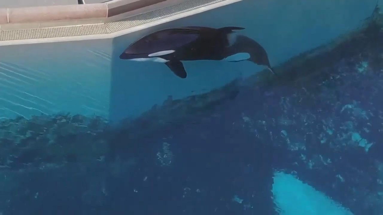 Baby Orca Whale Alone