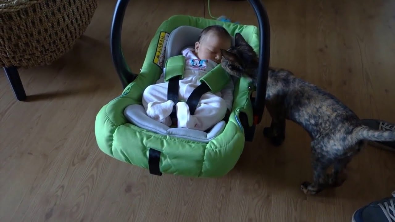 Cats Meeting Babies for the First Time Compilation 2020 - YouTube