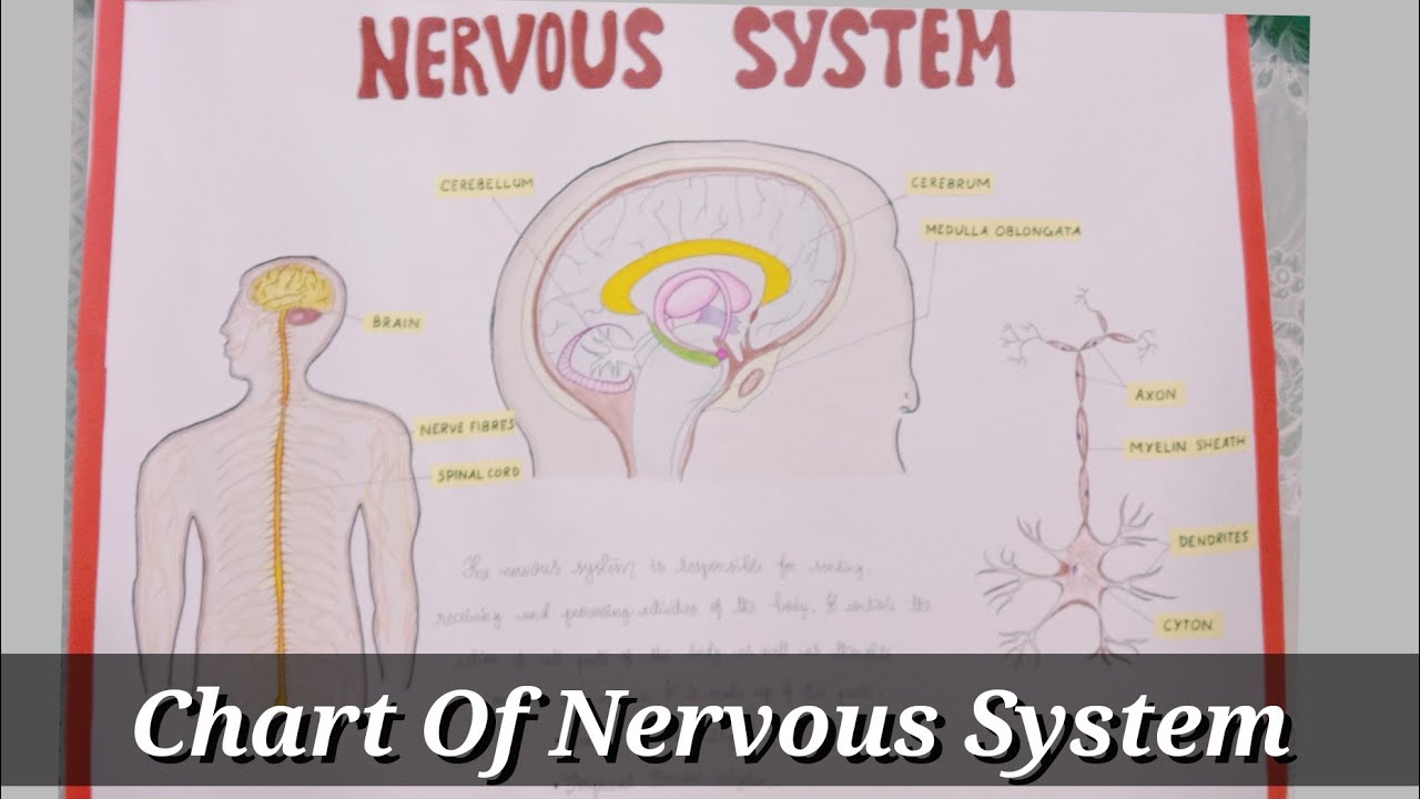 How to make a Chart Of Nervous System | Learner's Chapter - YouTube