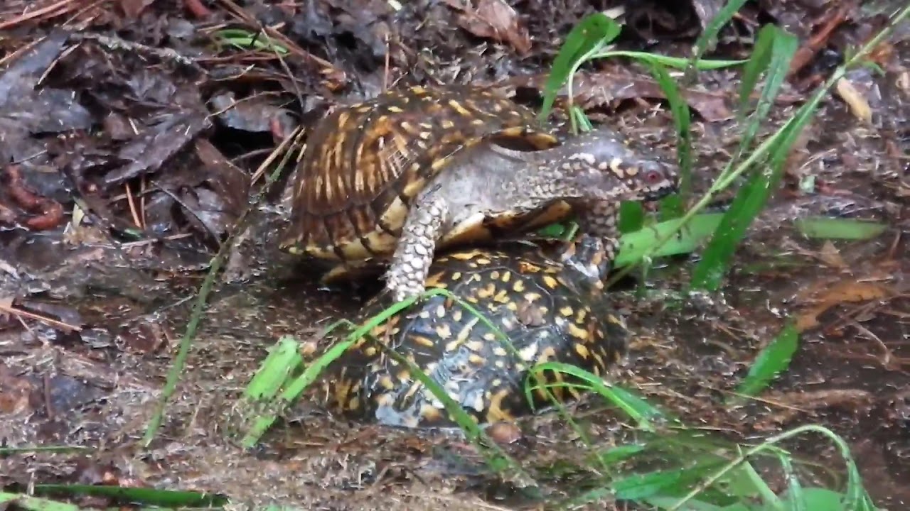 Box turtles fighting H D - YouTube