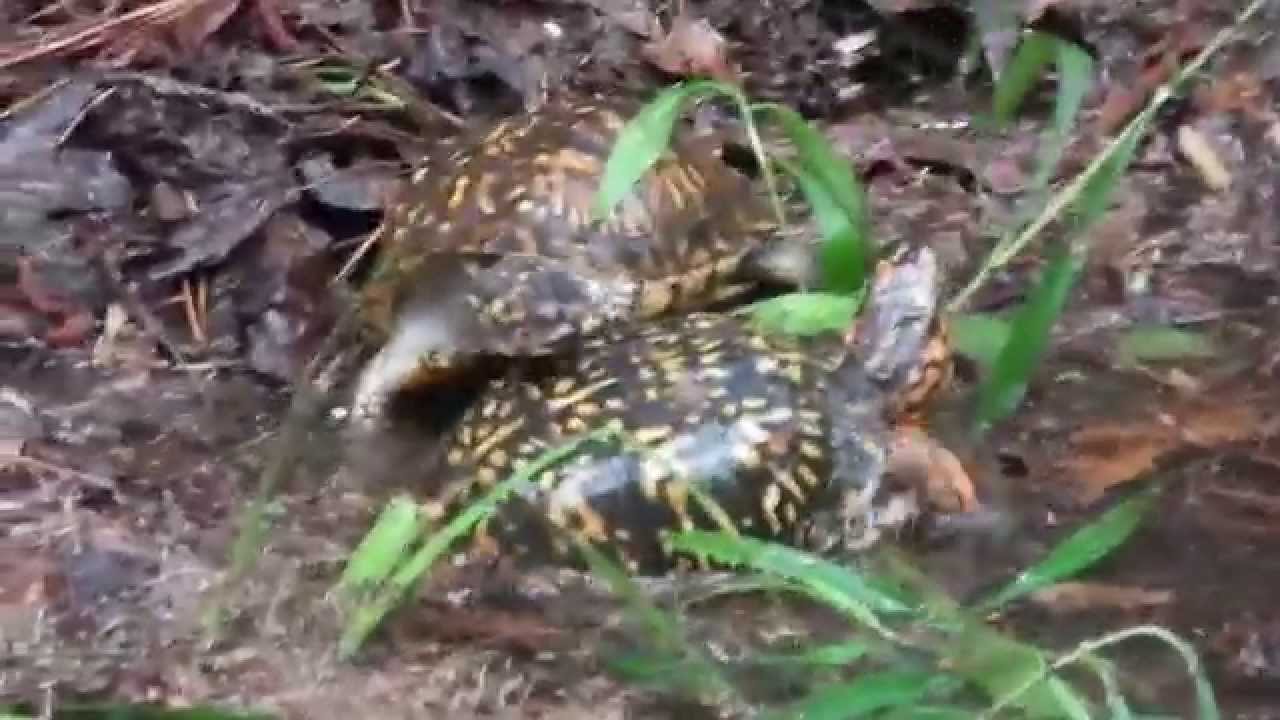 Box turtles fighting H D - YouTube
