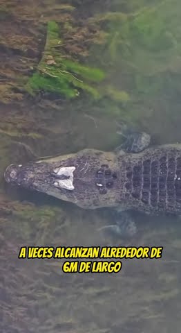 El ATAQUE de COCODRILO más ATERRADOR de la historia - YouTube