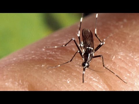 Are Tiger Mosquitoes In Southern Indiana