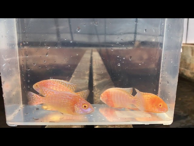 Albino Ruby Red Peacock Cichlid
