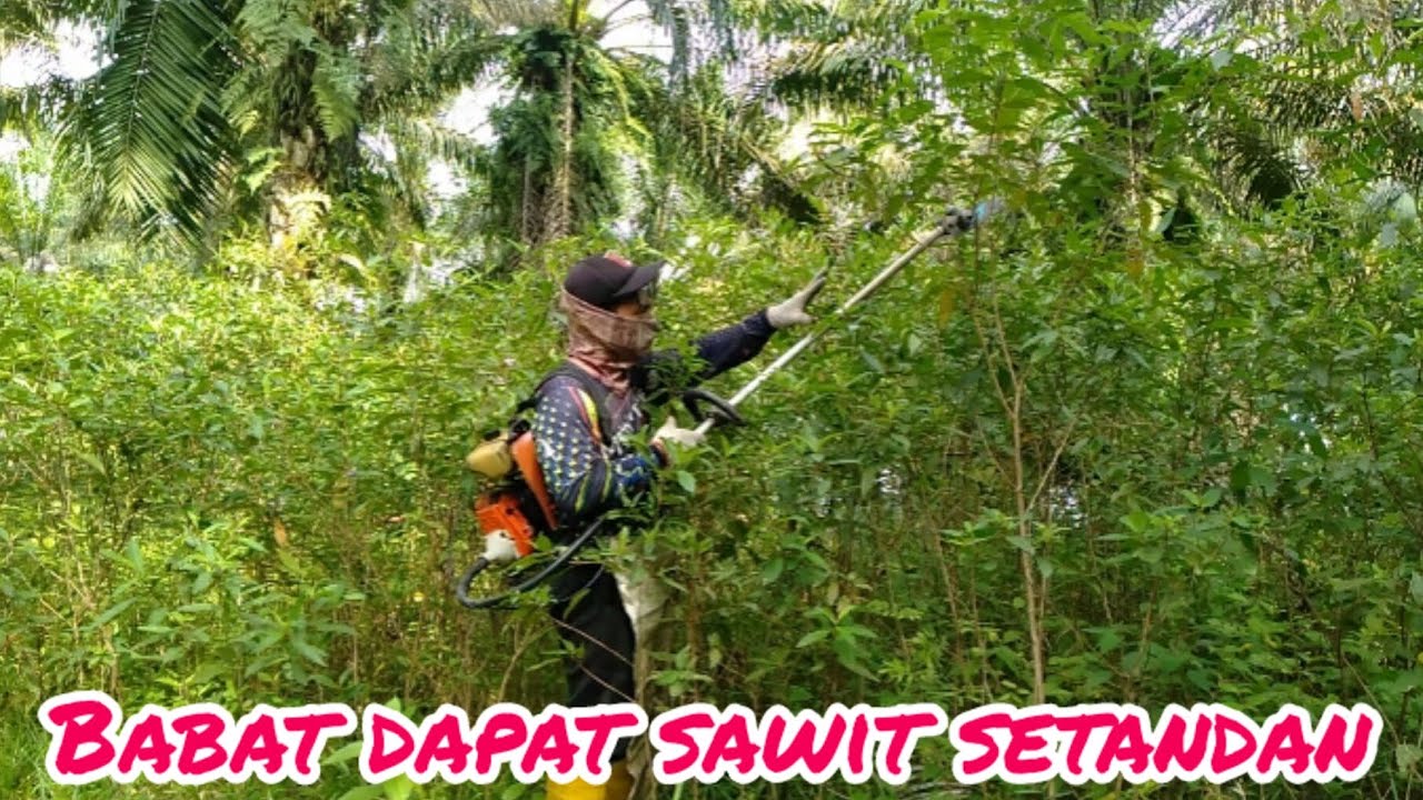 Mesin rumput, babat rumput semak bonus sawit - YouTube
