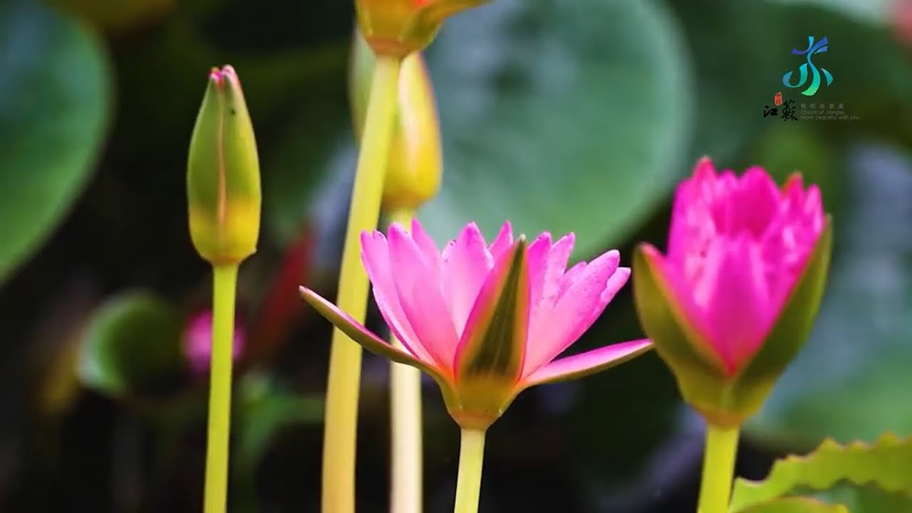 Breathtaking Time-lapse of Lotus Flowers at Xuanwu Lake - YouTube
