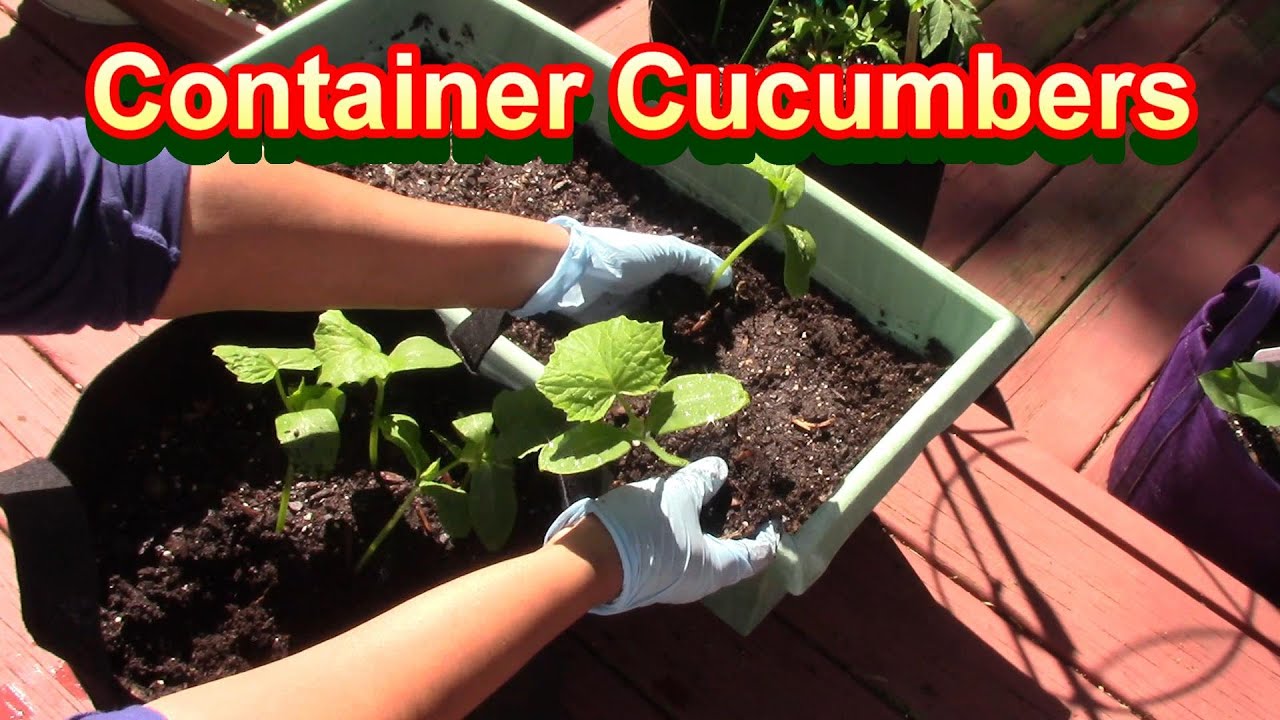 How to Grow Bush Cucumbers in Containers--Beginning Container Gardener ...